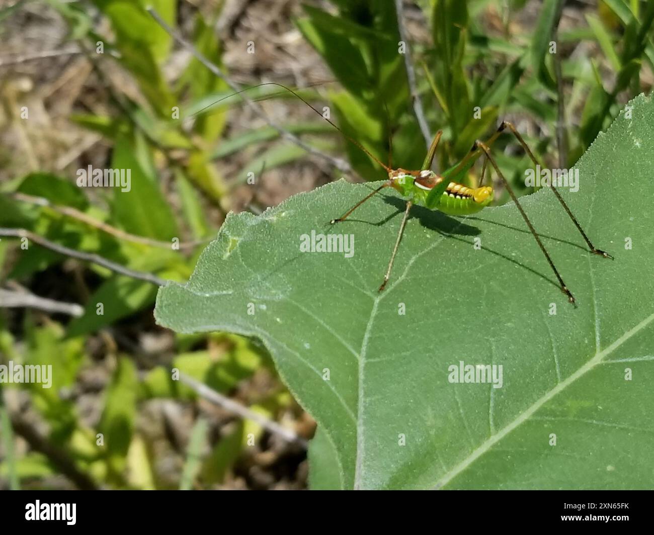 Common Short-wing Katydid (Obolopteryx brevihastata) Insecta Stock ...