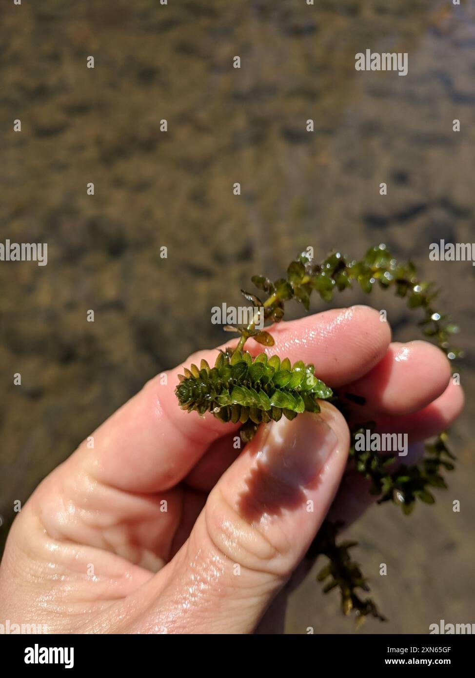 Canadian Waterweed (Elodea canadensis) Plantae Stock Photo - Alamy