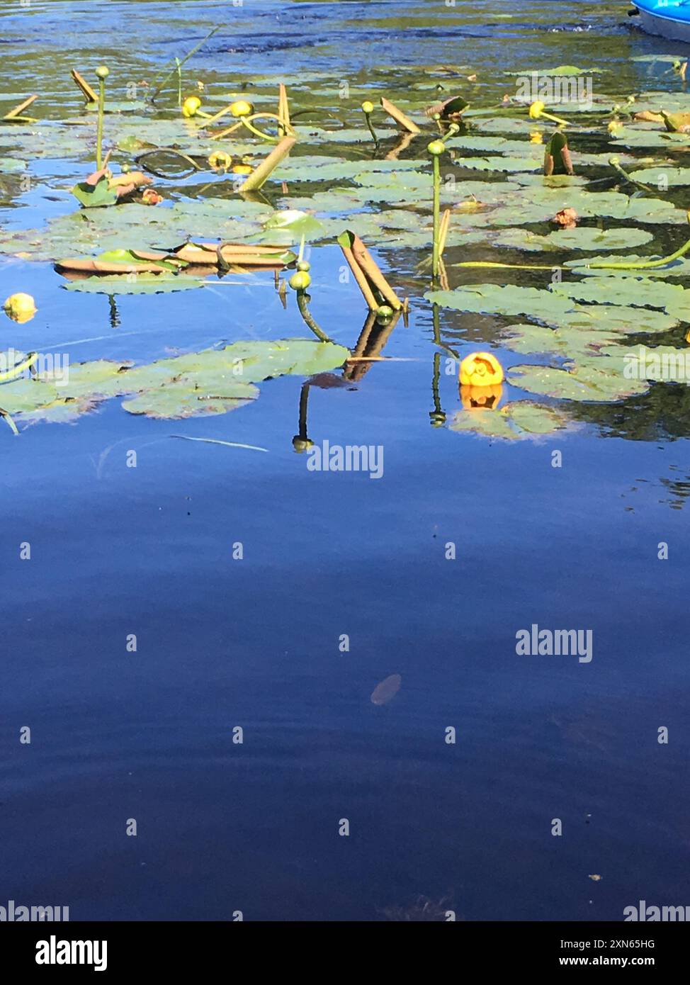 Variegated Yellow Pond-Lily (Nuphar variegata) Plantae Stock Photo - Alamy