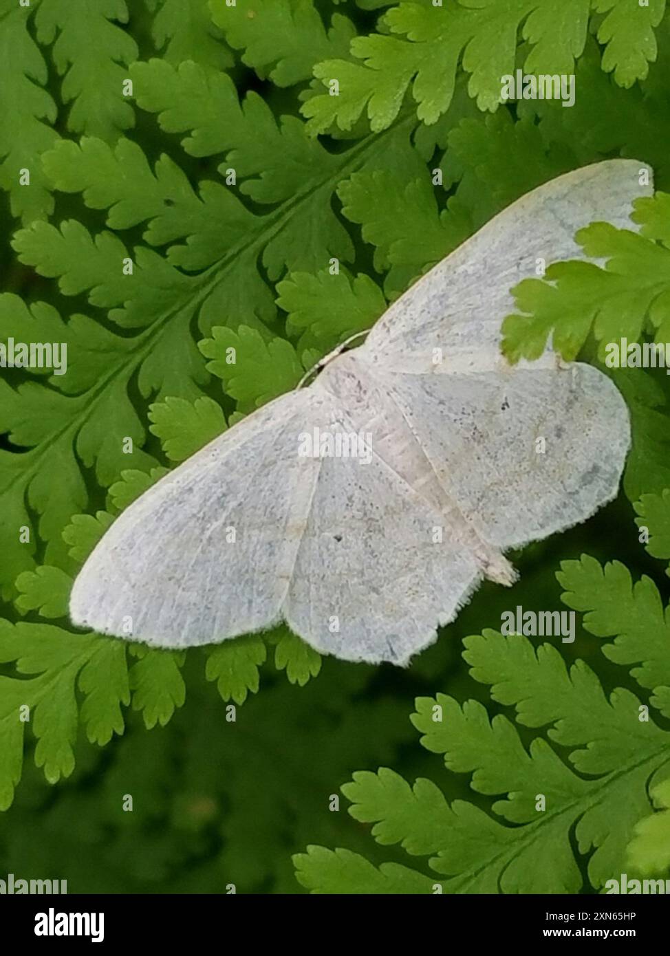 Geometer Moths (Geometridae) Insecta Stock Photo - Alamy