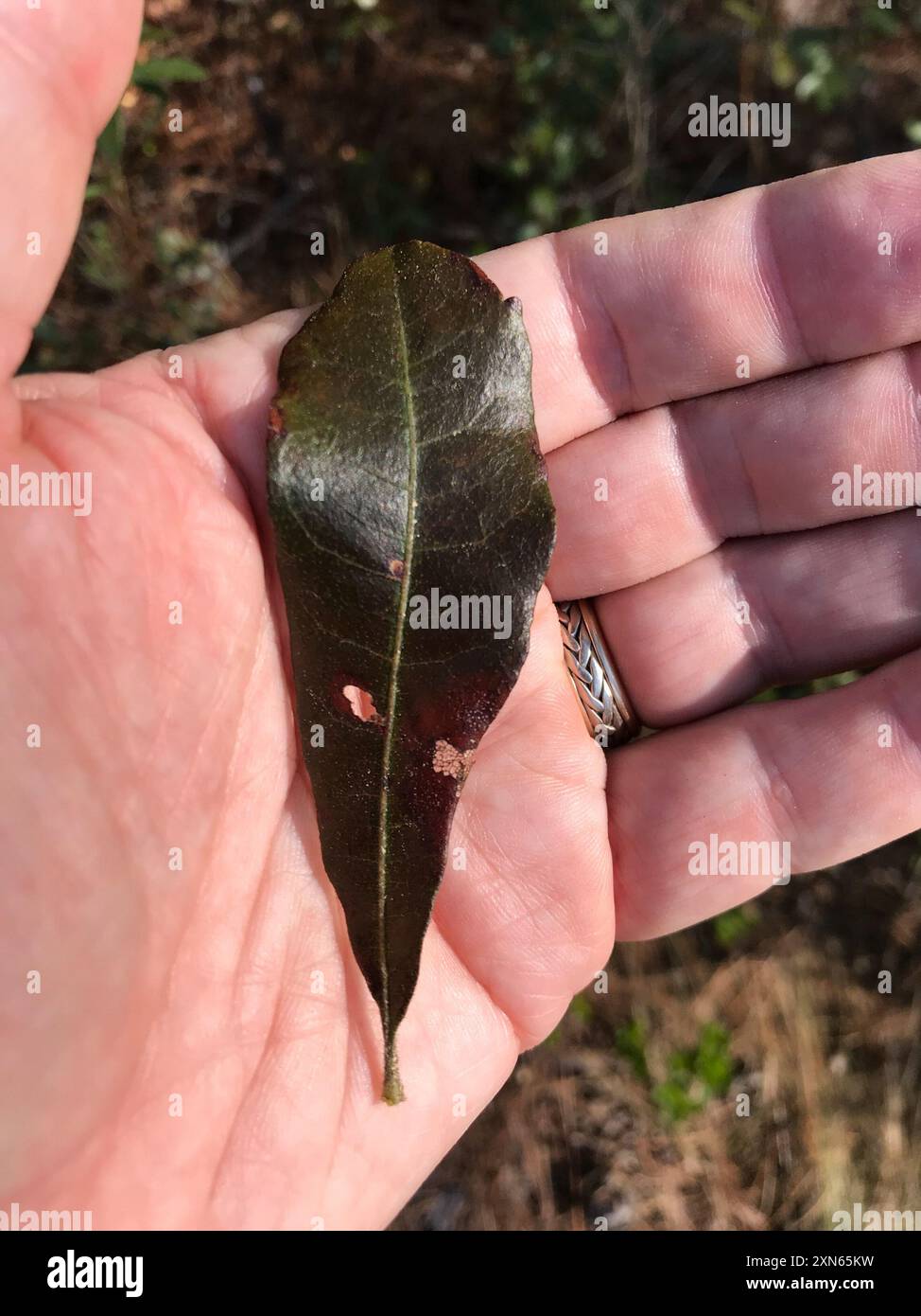 southern bayberry (Morella caroliniensis) Plantae Stock Photo - Alamy