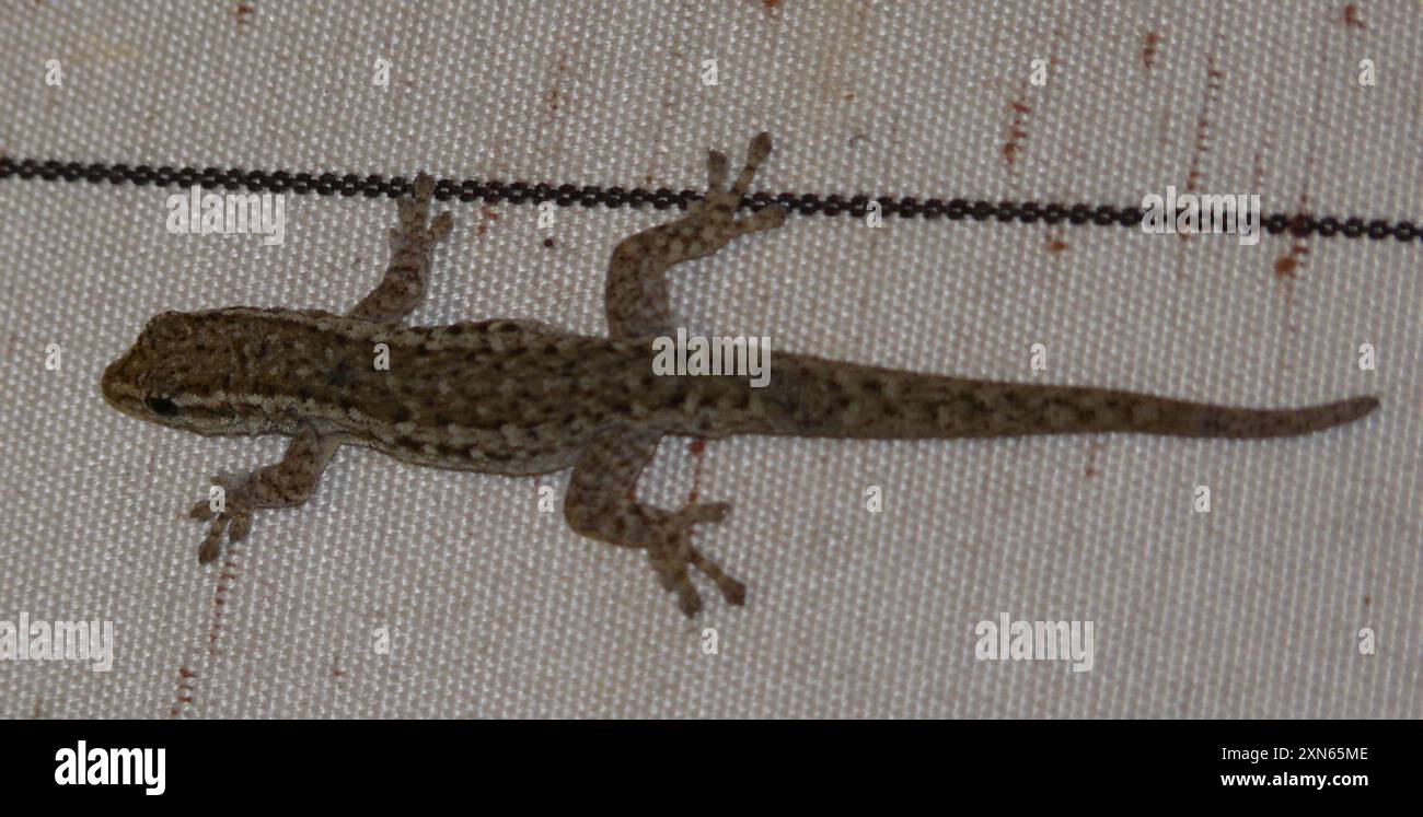 Common Dwarf Gecko (Lygodactylus capensis) Reptilia Stock Photo - Alamy