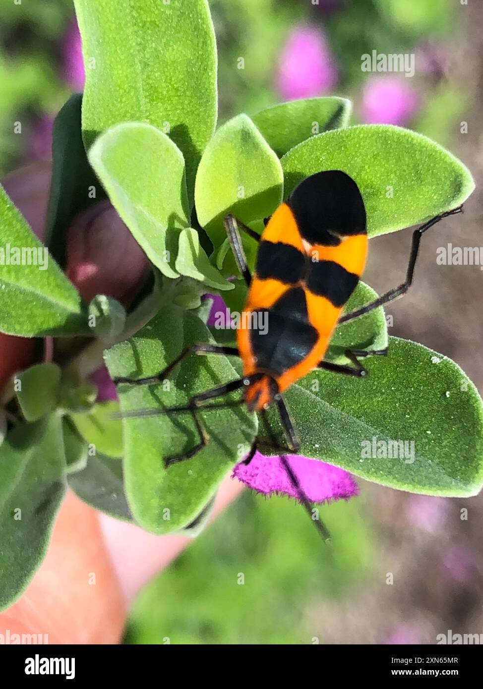 Large Milkweed Bug (Oncopeltus fasciatus) Insecta Stock Photo - Alamy