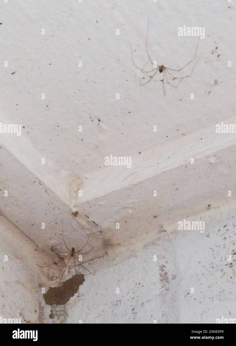 Long-bodied Cellar Spider (Pholcus phalangioides) Arachnida Stock Photo ...
