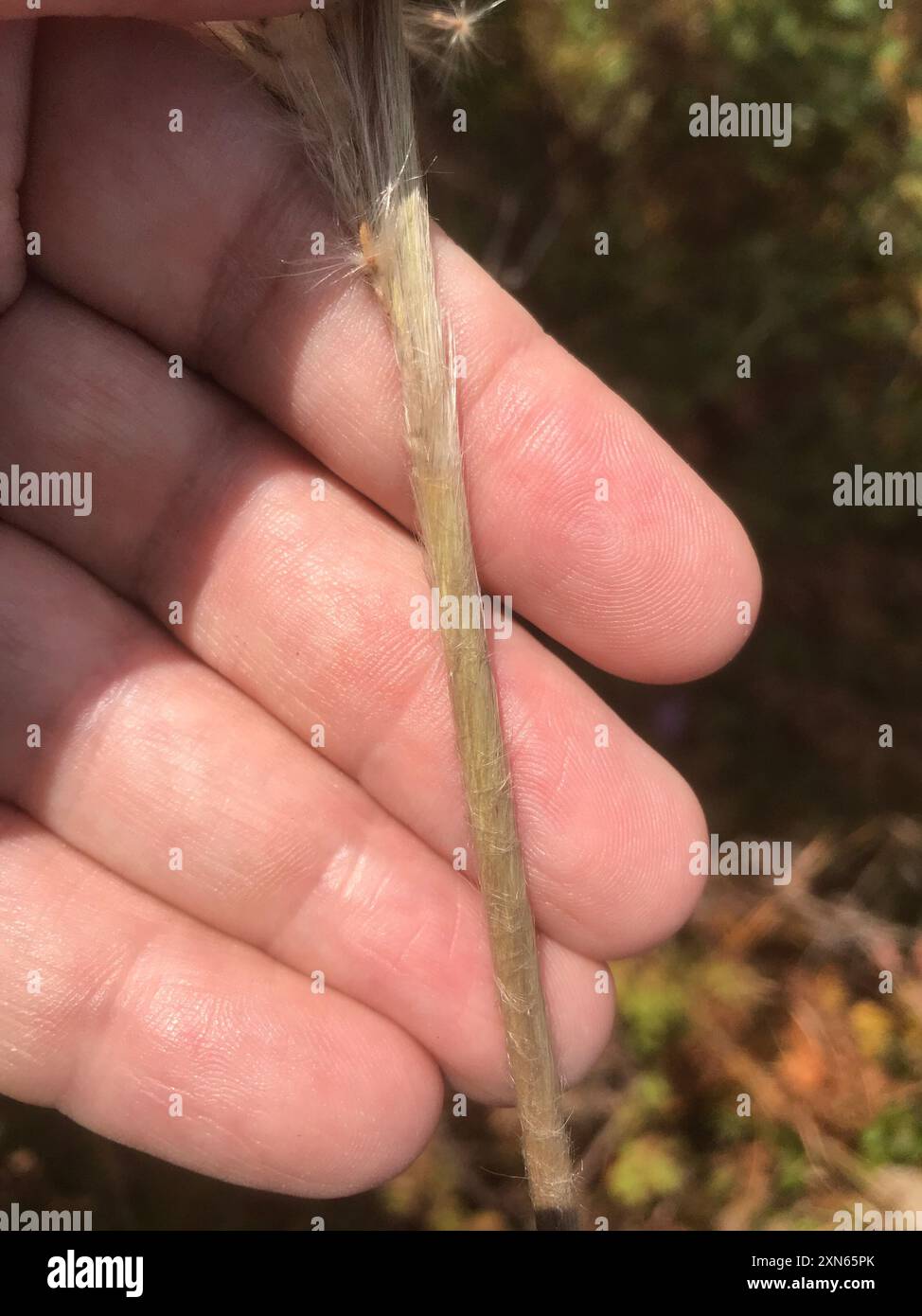 sugarcane plumegrass (Erianthus giganteus) Plantae Stock Photo - Alamy