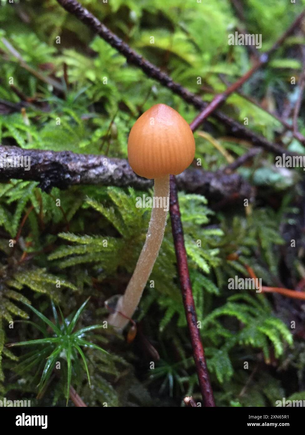 Moss Bells (Galerina) Fungi Stock Photo - Alamy
