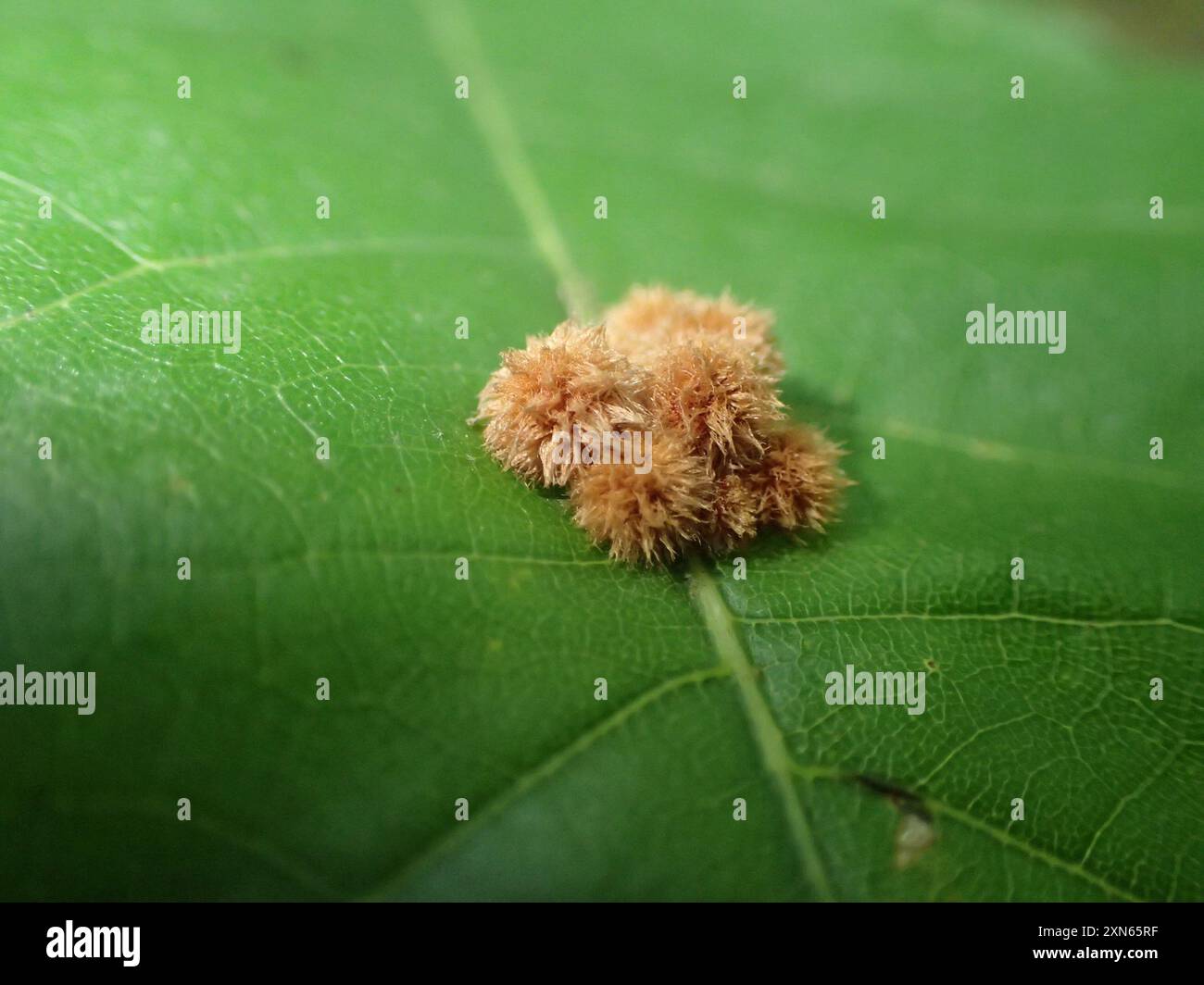 Furry Oak Leaf Gall Wasp (Callirhytis furva) Insecta Stock Photo - Alamy
