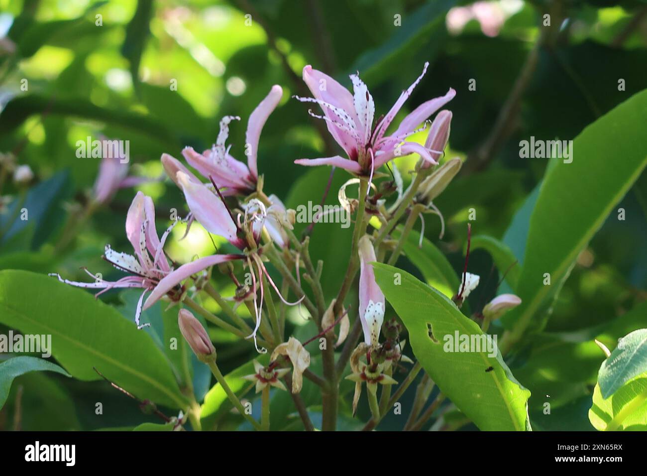 Cape Chestnut (Calodendrum capense) Plantae Stock Photo - Alamy