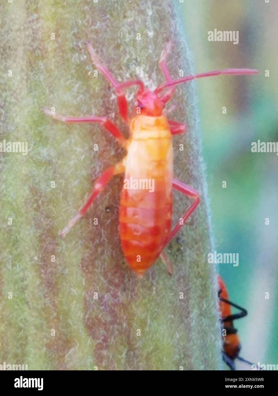 Large Milkweed Bug (Oncopeltus fasciatus) Insecta Stock Photo - Alamy
