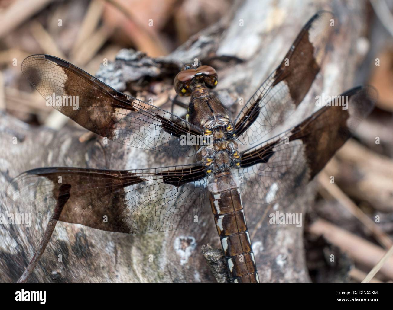 Common Whitetail (Plathemis lydia) Insecta Stock Photo - Alamy