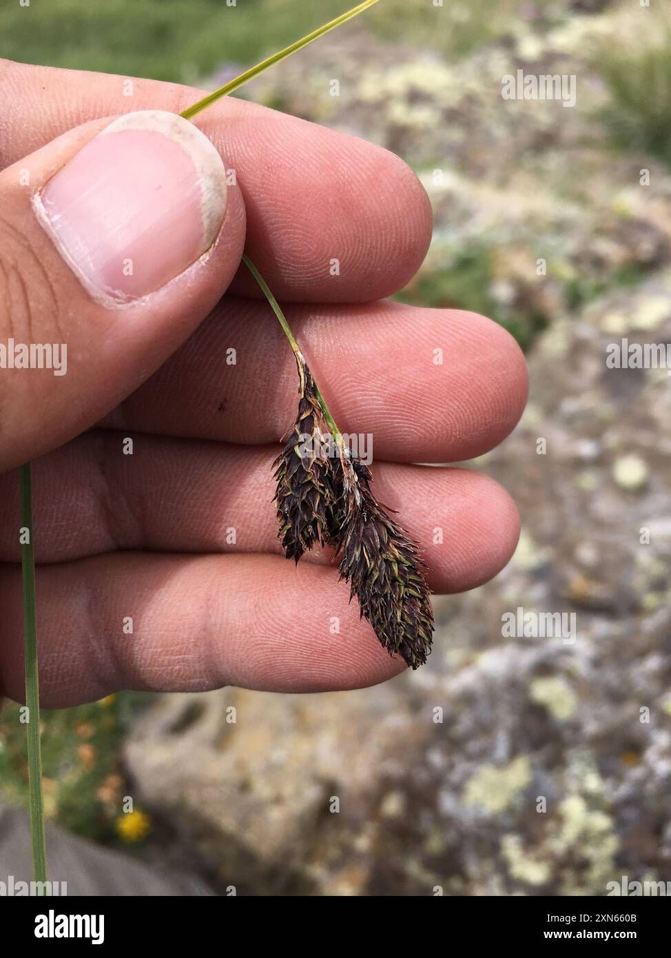 Copper-scale Sedge (Carex chalciolepis) Plantae Stock Photo - Alamy