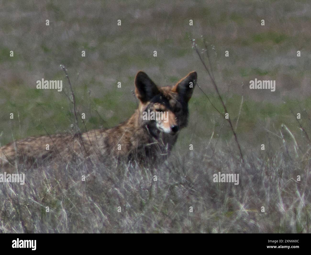Coyote (Canis latrans) Mammalia Stock Photo - Alamy