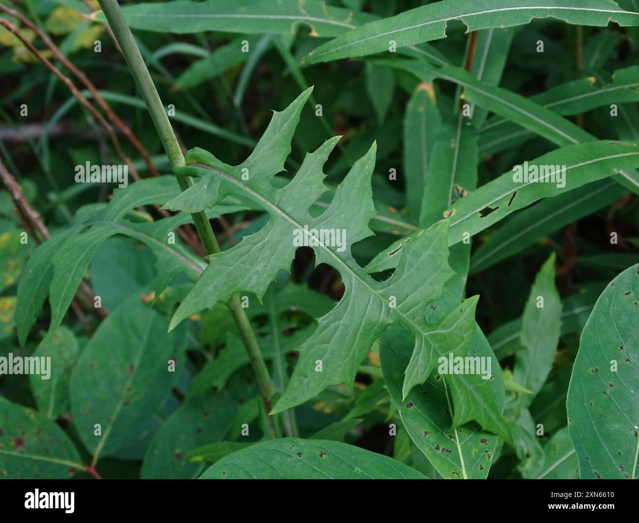 tall blue lettuce (Lactuca biennis) Plantae Stock Photo - Alamy
