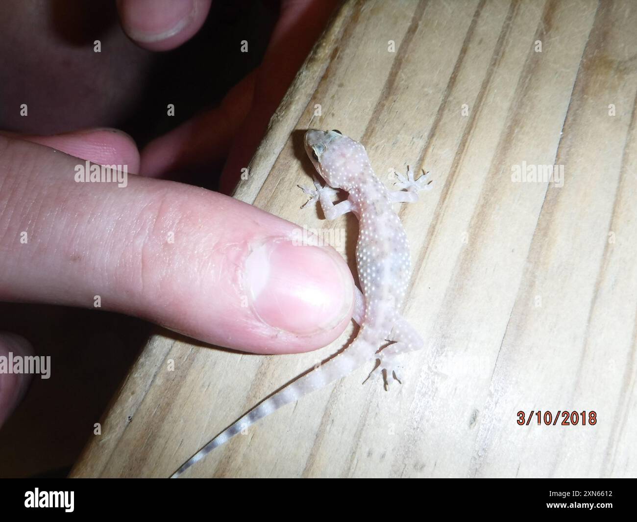 Mediterranean House Gecko (Hemidactylus turcicus) Reptilia Stock Photo ...