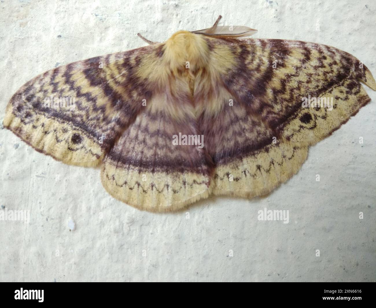 Eupterote hi-res stock photography and images - Alamy