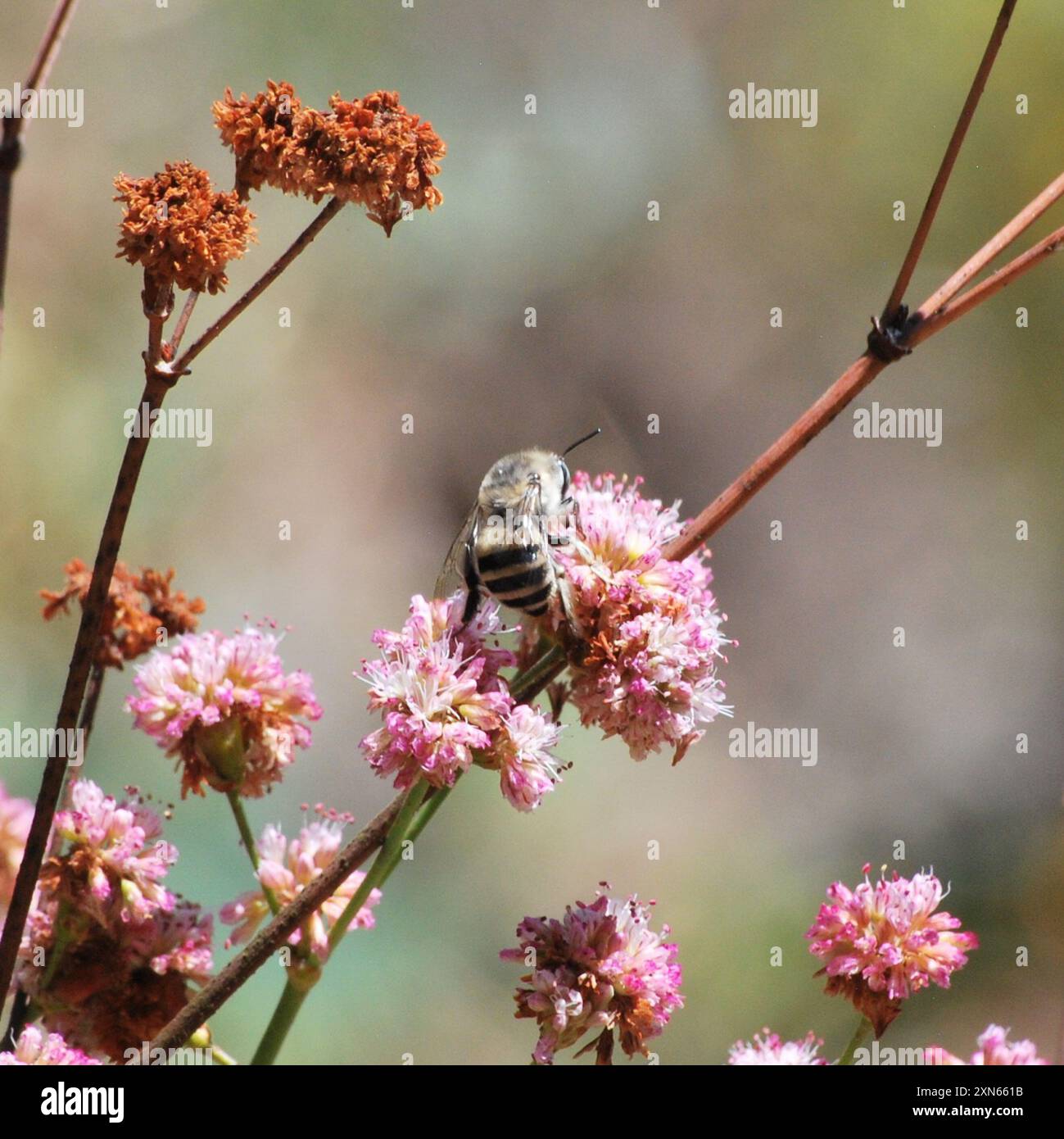Anthophora urbana hi-res stock photography and images - Alamy