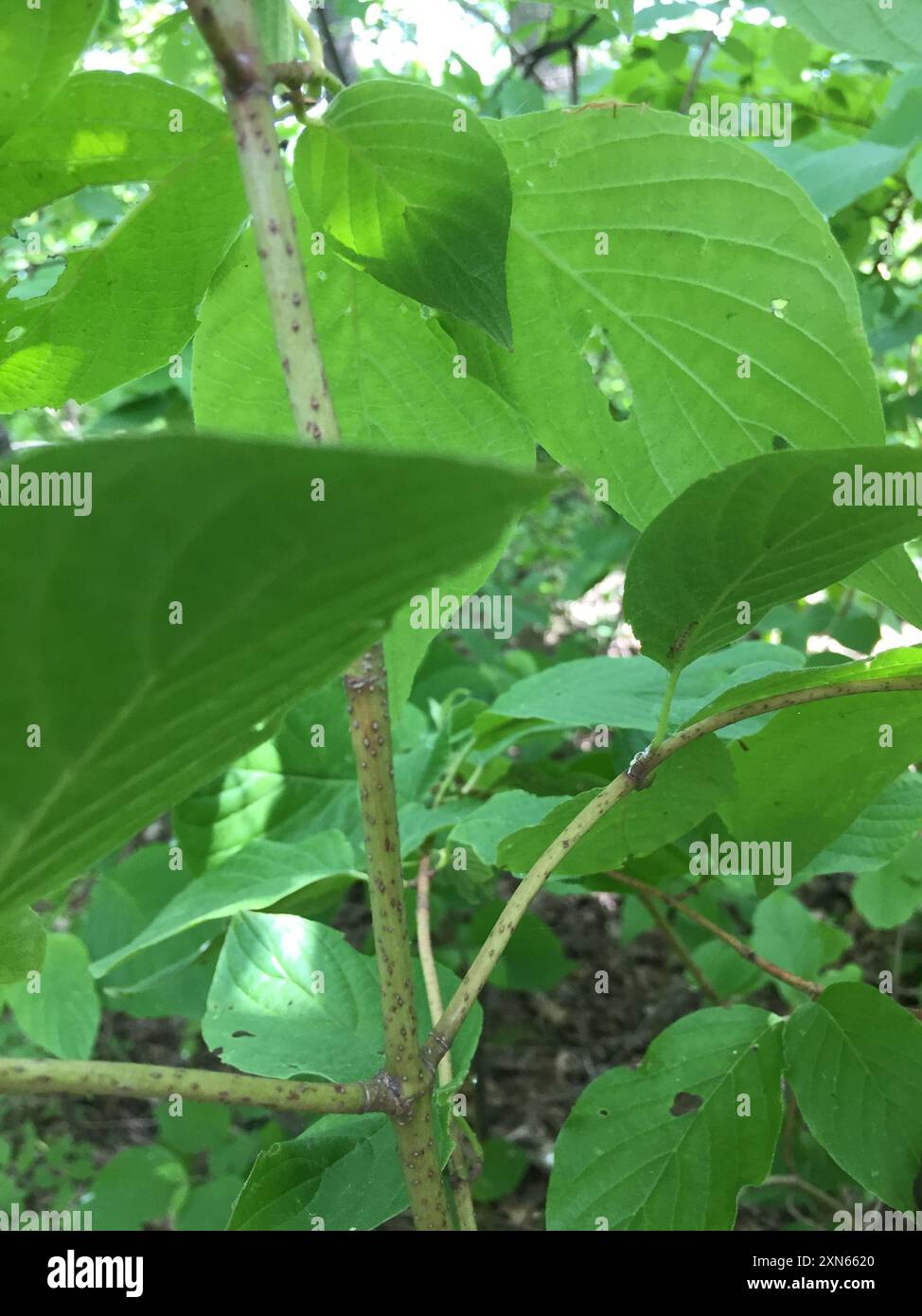 Round-leaved Dogwood (Cornus rugosa) Plantae Stock Photo - Alamy
