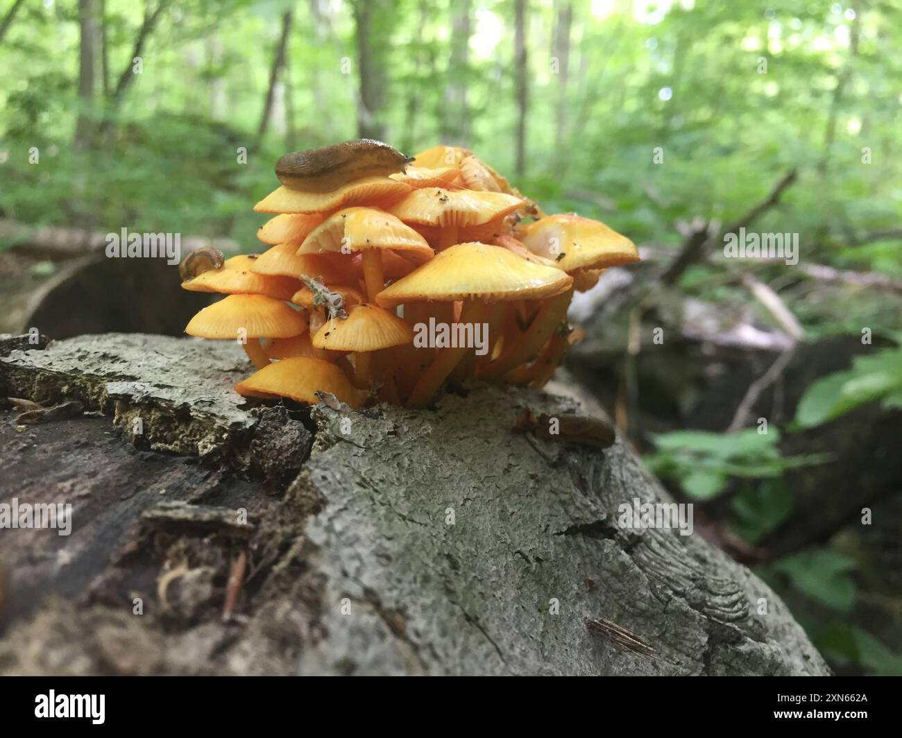 orange mycena (Mycena leaiana) Fungi Stock Photo - Alamy