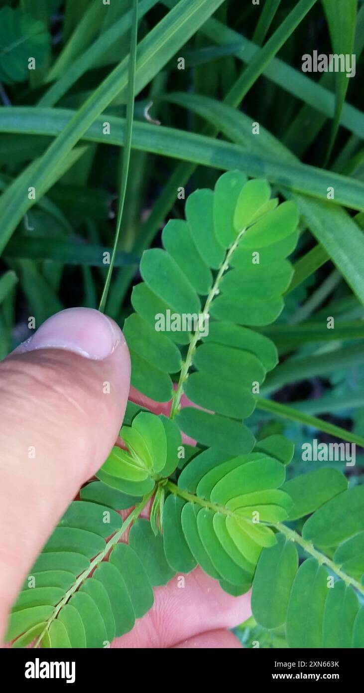 Chamberbitter (Phyllanthus urinaria) Plantae Stock Photo - Alamy