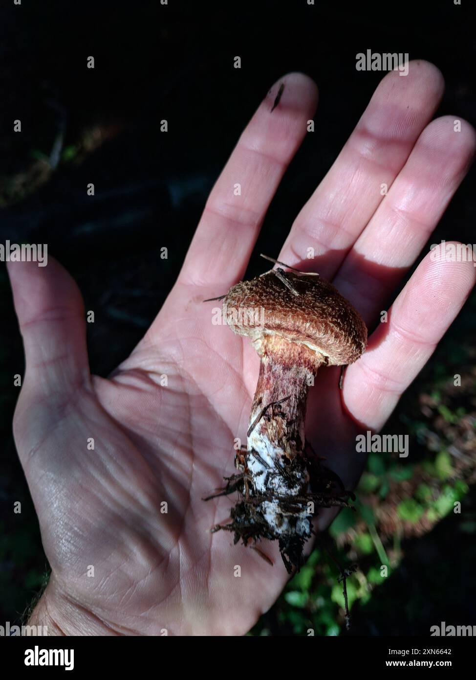 Western Painted Suillus (Suillus lakei) Fungi Stock Photo - Alamy