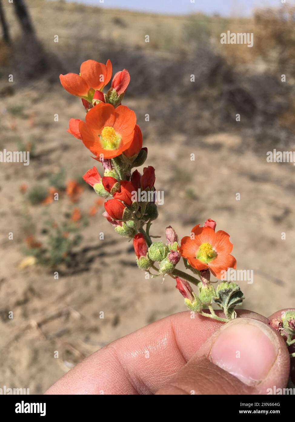 Small-leaf Globemallow (Sphaeralcea parvifolia) Plantae Stock Photo - Alamy