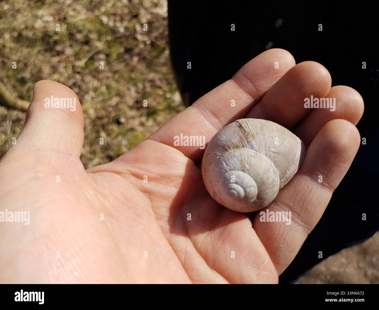 Roman Snail (Helix pomatia) Mollusca Stock Photo - Alamy