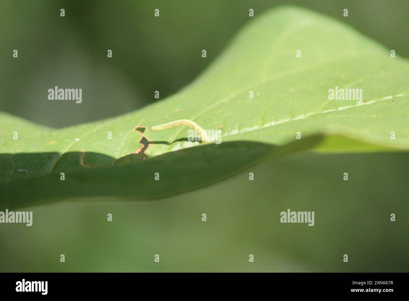 Geometer Moths (Geometridae) Insecta Stock Photo - Alamy