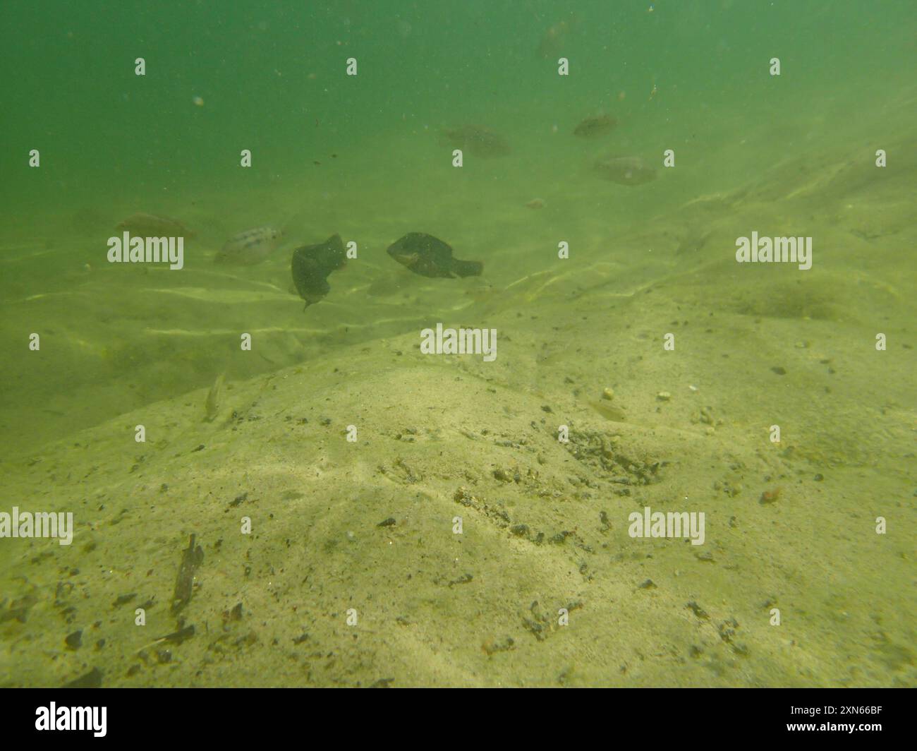 Mozambique Tilapia (Oreochromis mossambicus) Actinopterygii Stock Photo ...