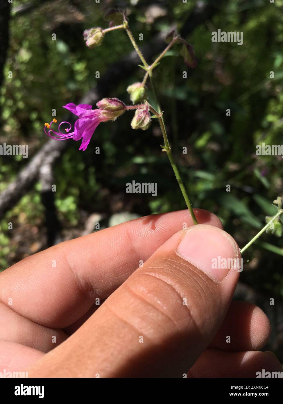 Narrowleaf Four o'Clock (Mirabilis linearis) Plantae Stock Photo - Alamy