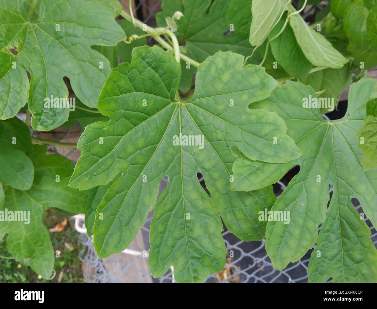 gourd family (Cucurbitaceae) Plantae Stock Photo - Alamy