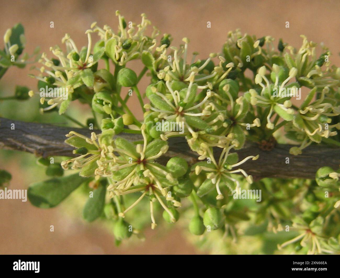 Stink Shepherdstree (Boscia foetida) Plantae Stock Photo - Alamy