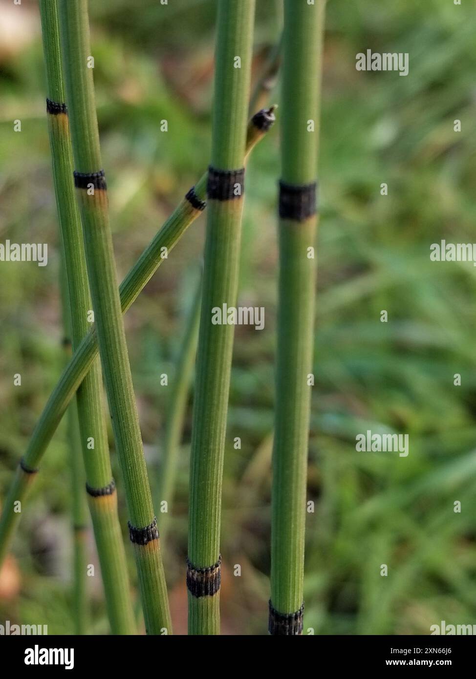 rough horsetail (Equisetum hyemale) Plantae Stock Photo - Alamy
