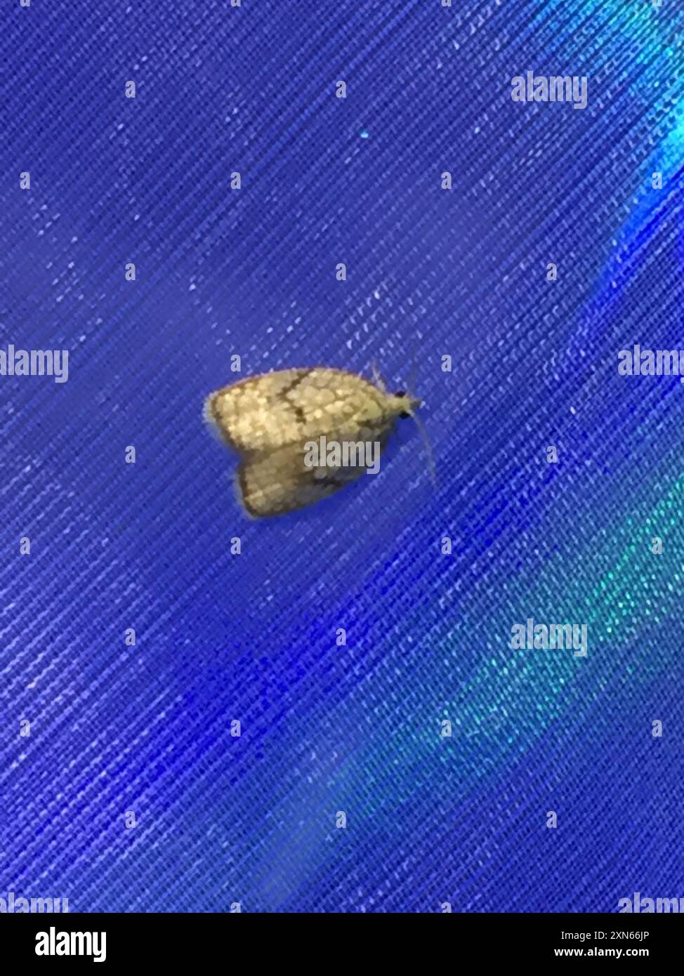 Maple Leaftier Moth (Acleris forsskaleana) Insecta Stock Photo - Alamy
