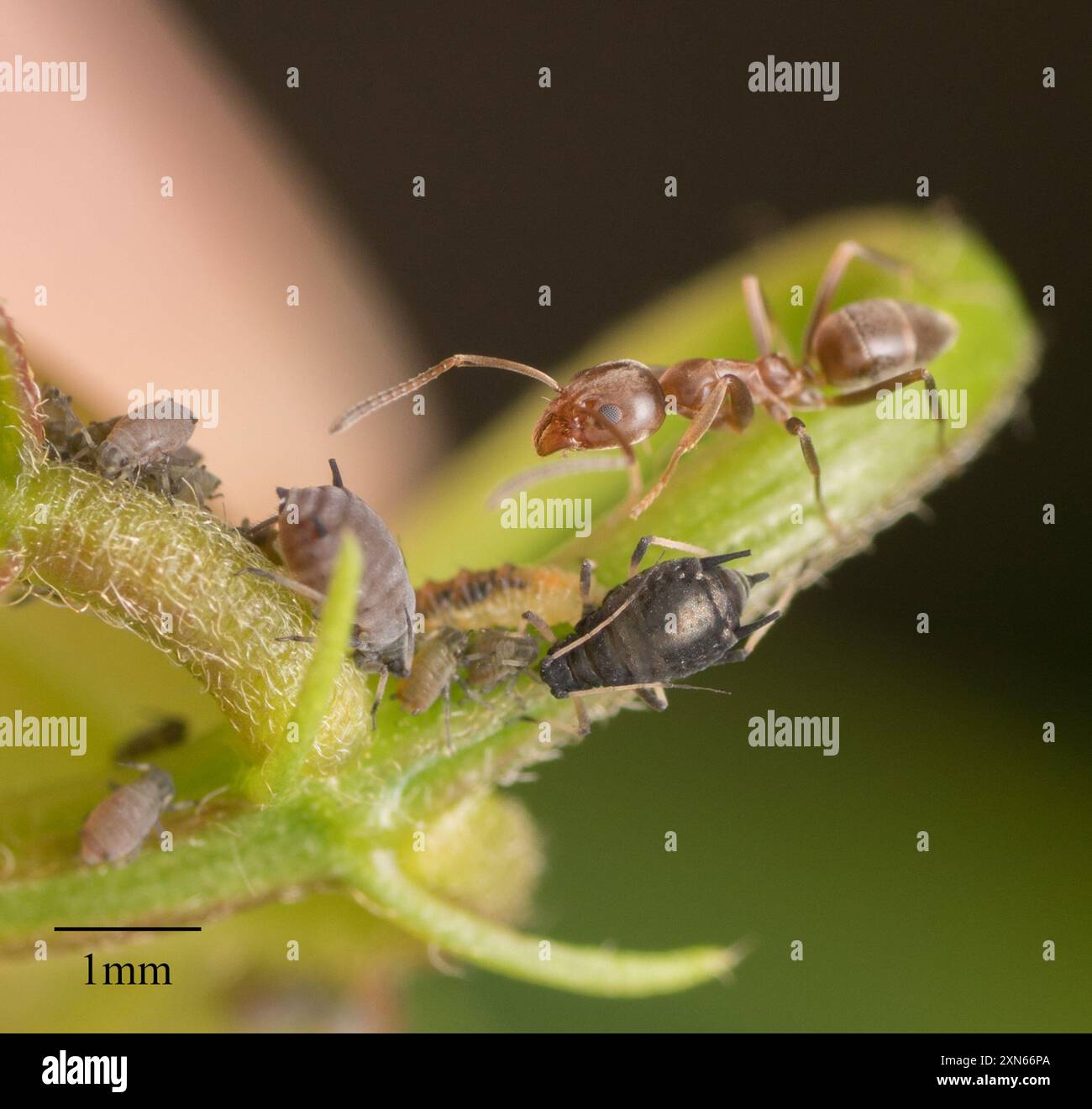 Cowpea Aphid (Aphis craccivora) Insecta Stock Photo - Alamy