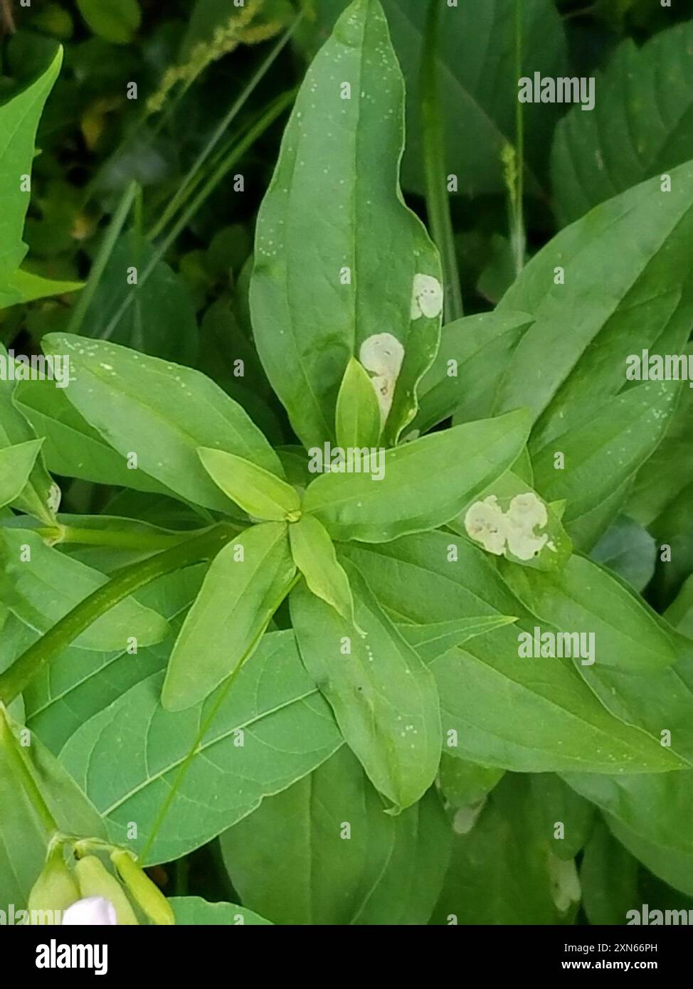 common soapwort (Saponaria officinalis) Plantae Stock Photo - Alamy