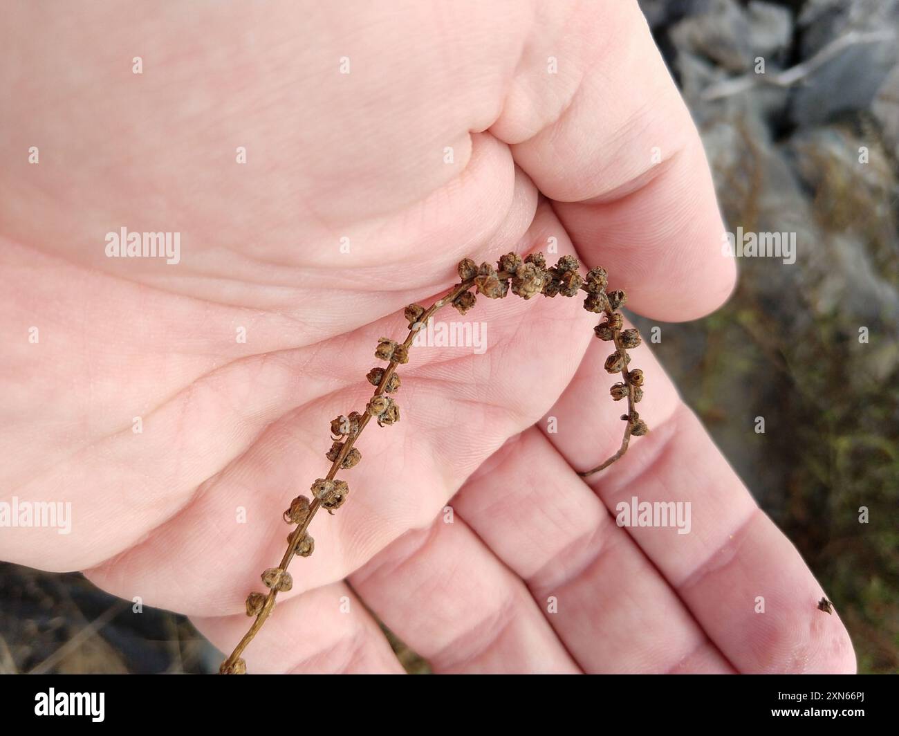 sea beet (Beta vulgaris maritima) Plantae Stock Photo - Alamy
