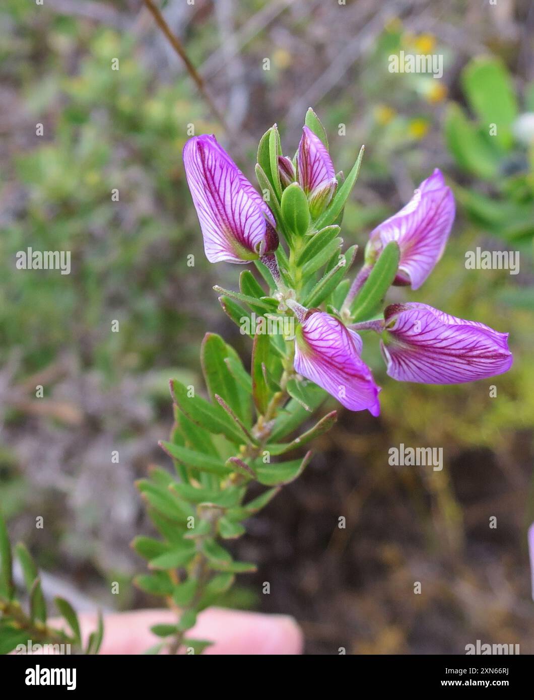 Septemberbush (Polygala myrtifolia myrtifolia) Plantae Stock Photo - Alamy