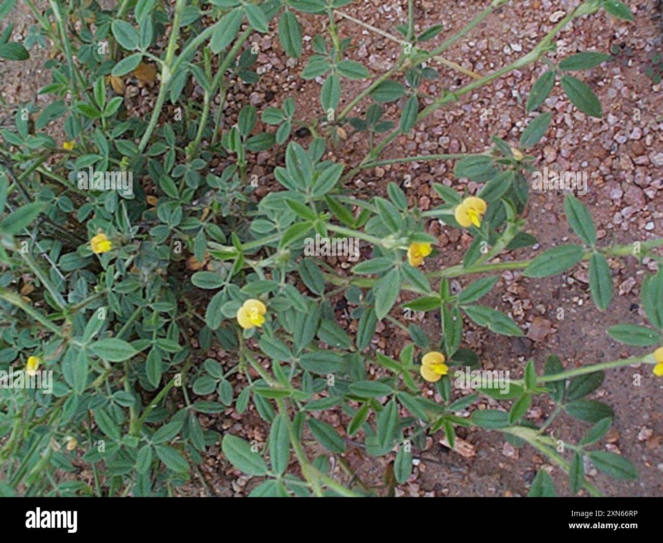 Wild Lucerne (Stylosanthes fruticosa) Plantae Stock Photo - Alamy