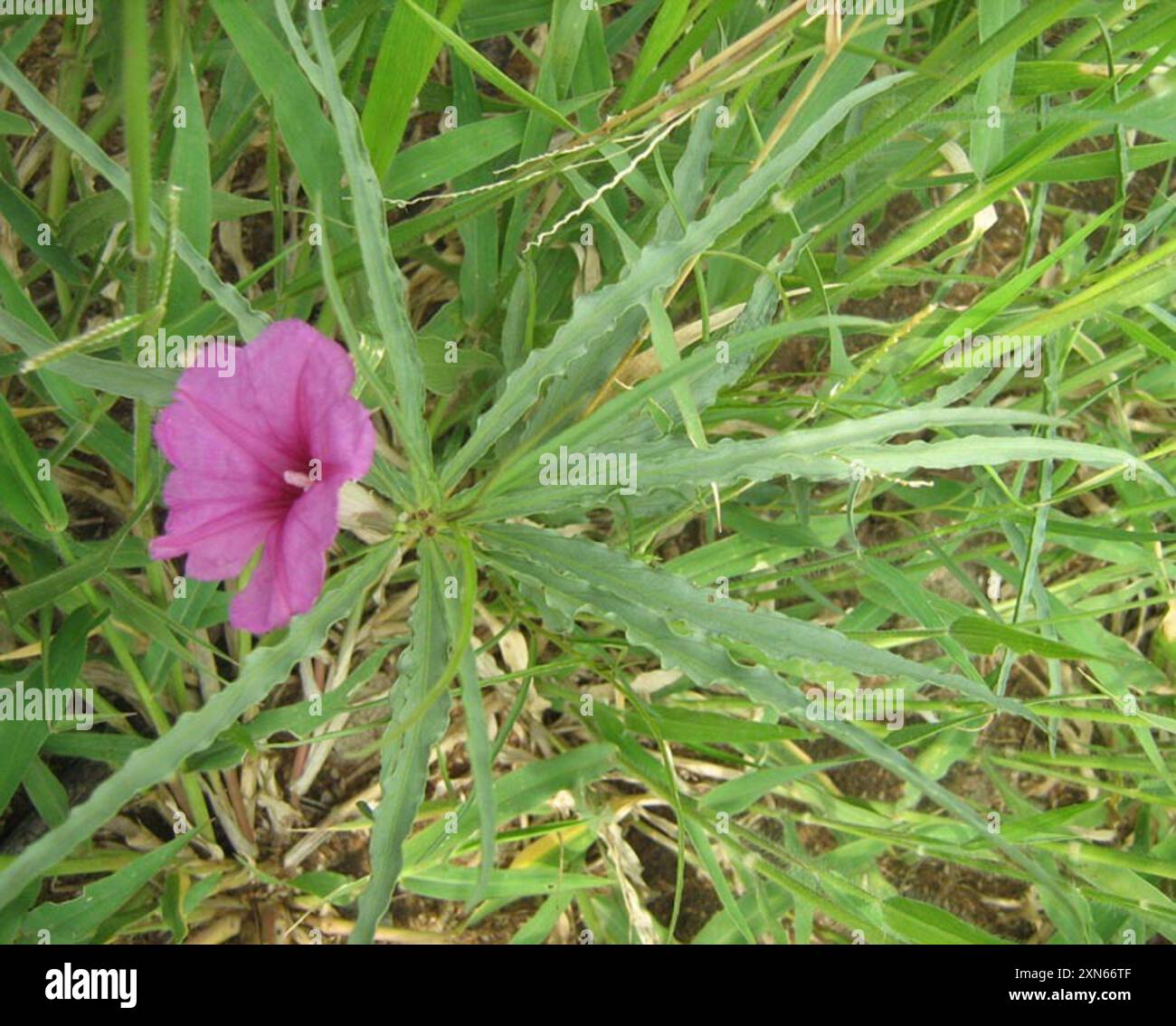 Narrowleaf Morning Glory (Ipomoea bolusiana) Plantae Stock Photo - Alamy