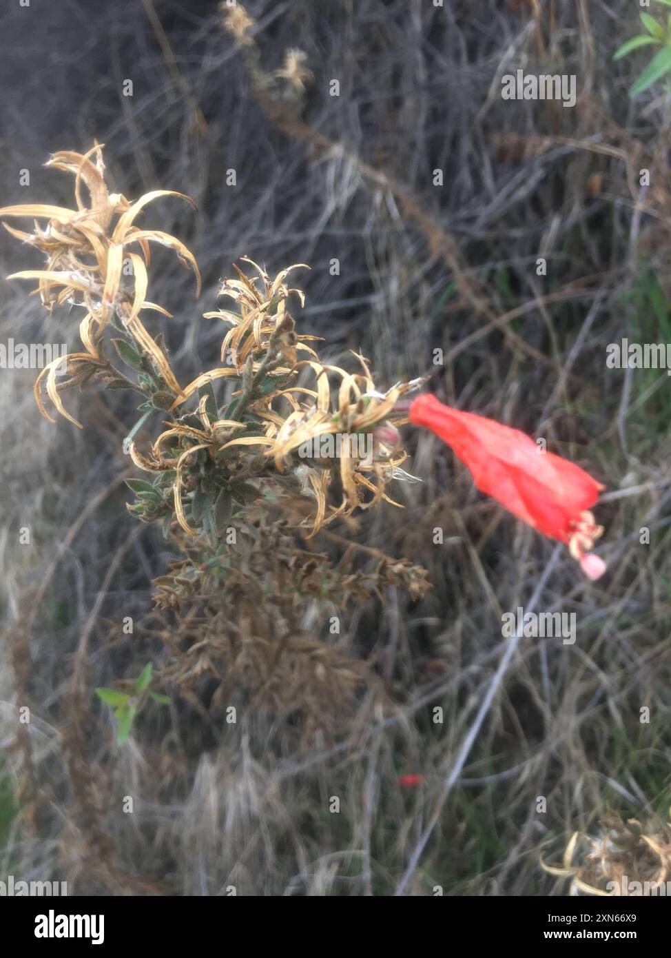 California fuchsia (Epilobium canum) Plantae Stock Photo - Alamy