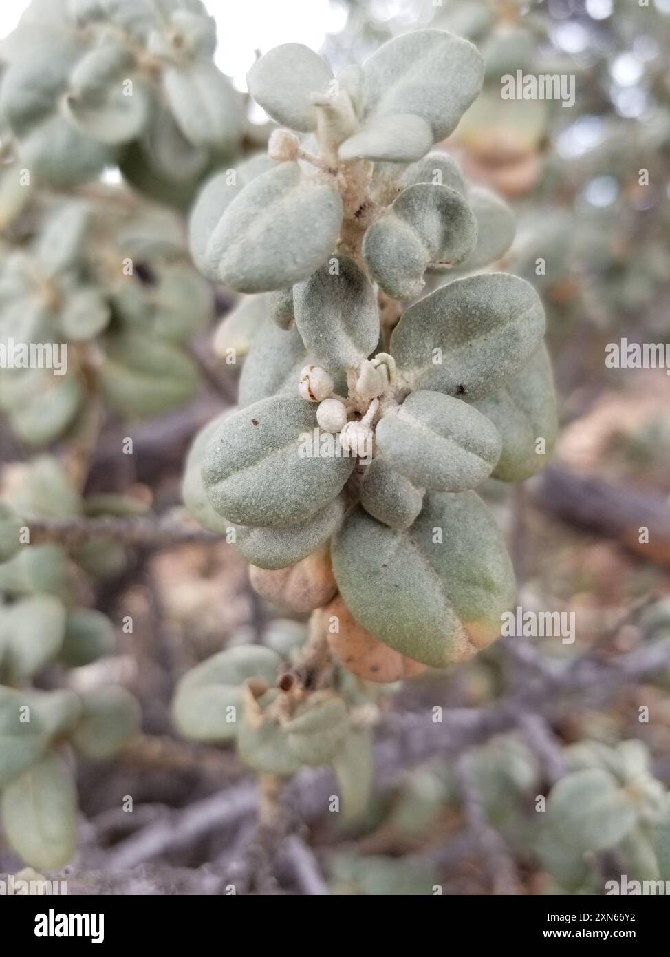 Roundleaf buffaloberry (Shepherdia rotundifolia) Plantae Stock Photo ...