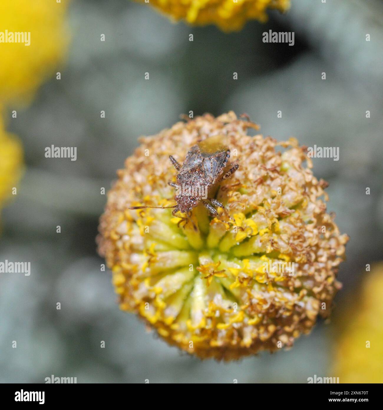 Scentless Plant Bugs (Rhopalidae) Insecta Stock Photo - Alamy