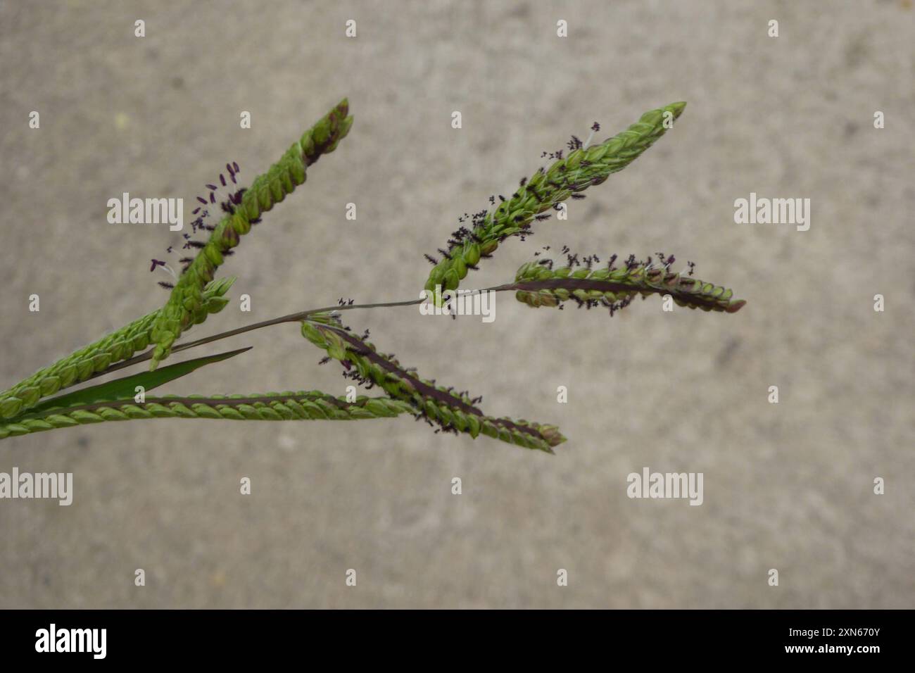 Dallis grass hi-res stock photography and images - Alamy