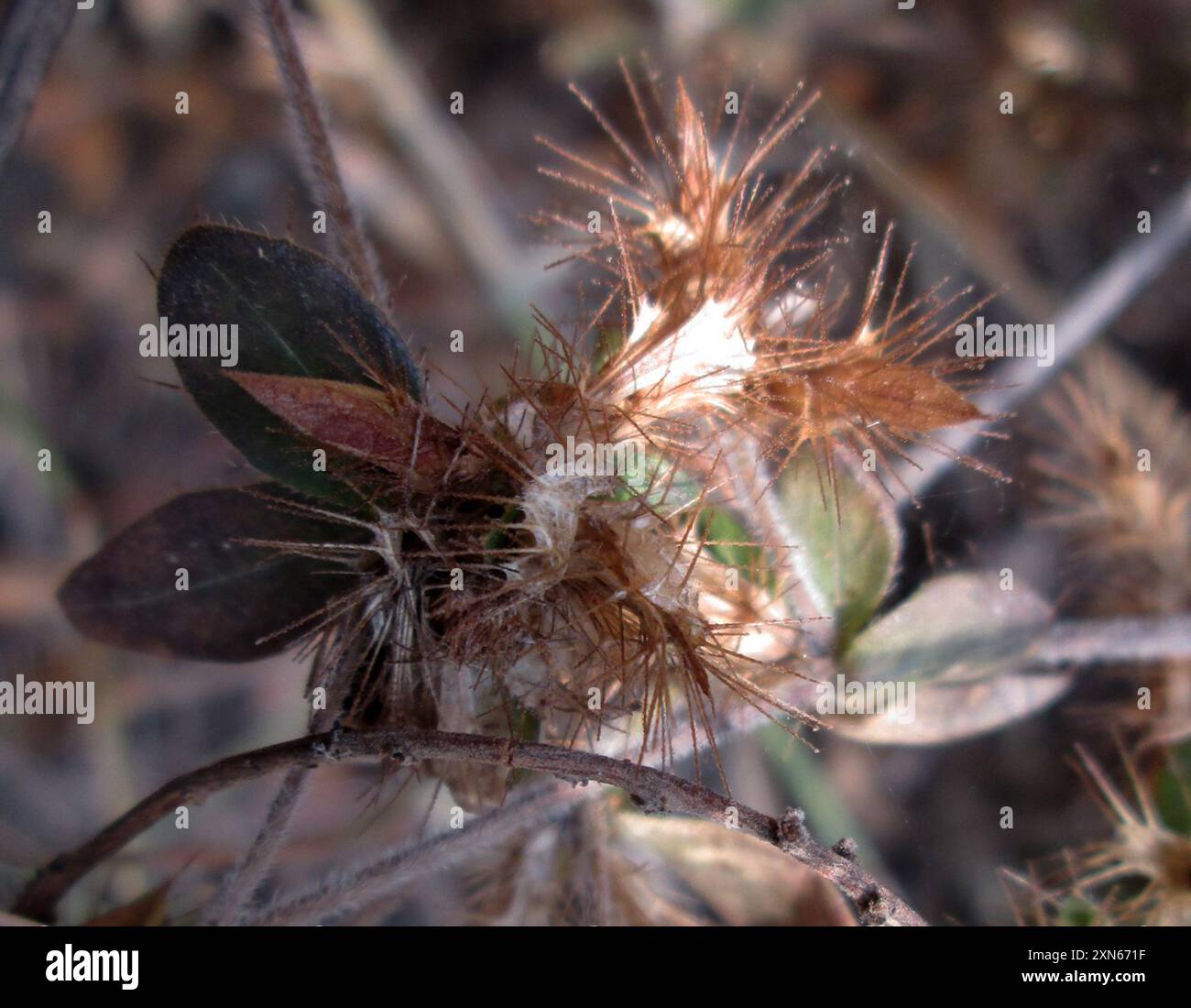 Surprise Packet (Blepharis maderaspatensis) Plantae Stock Photo - Alamy