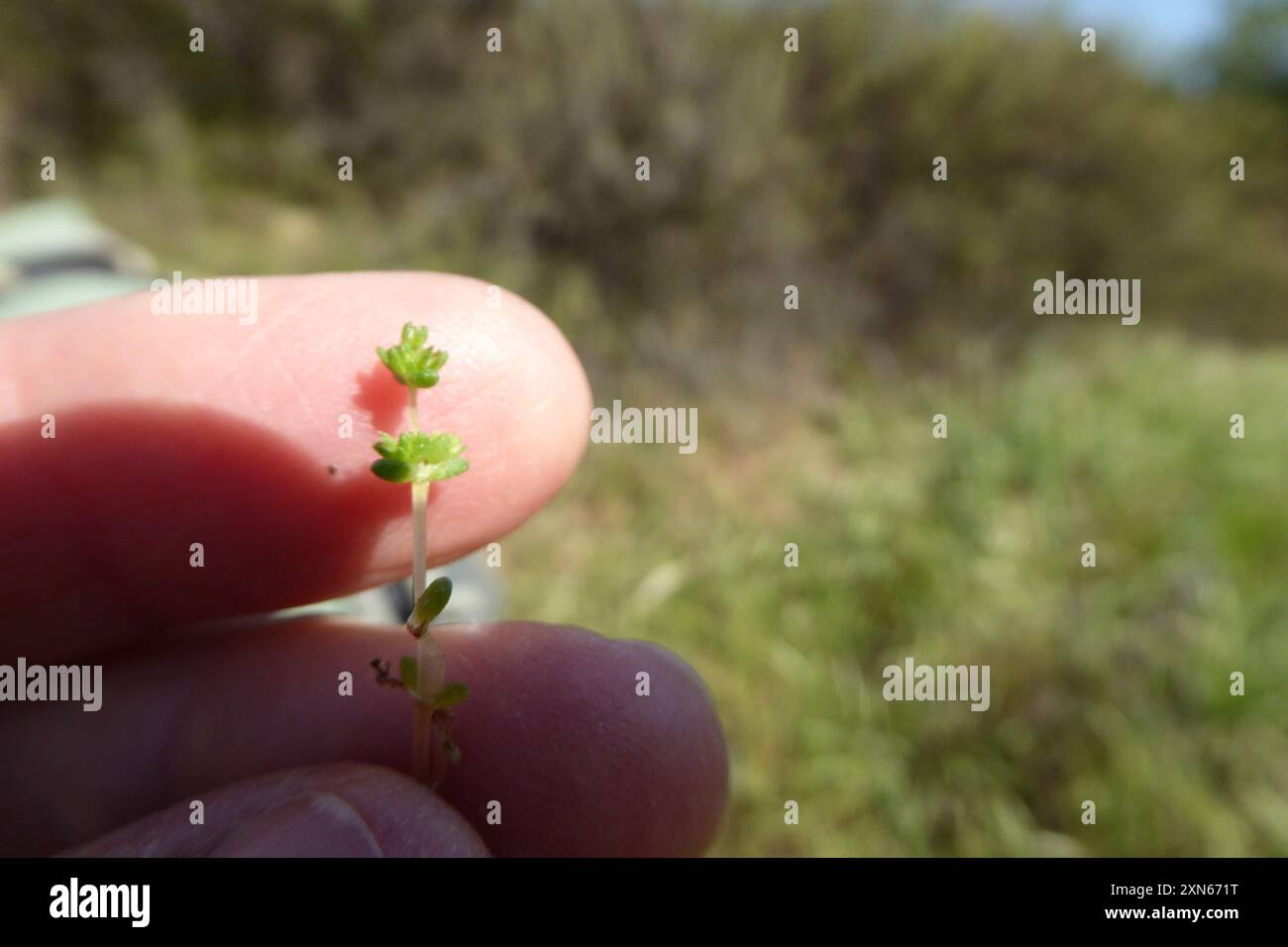 sand pygmyweed (Crassula connata) Plantae Stock Photo - Alamy