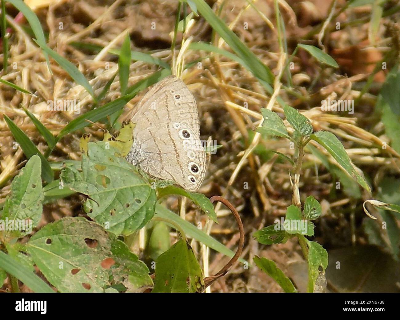 Carolina Satyr (Hermeuptychia sosybius) Insecta Stock Photo - Alamy