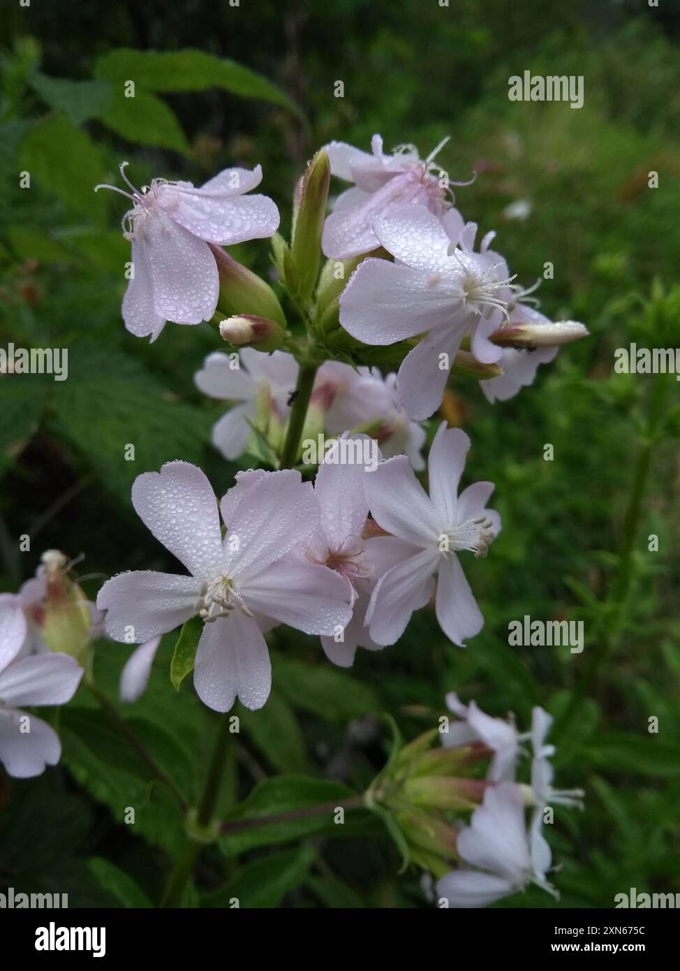 common soapwort (Saponaria officinalis) Plantae Stock Photo - Alamy