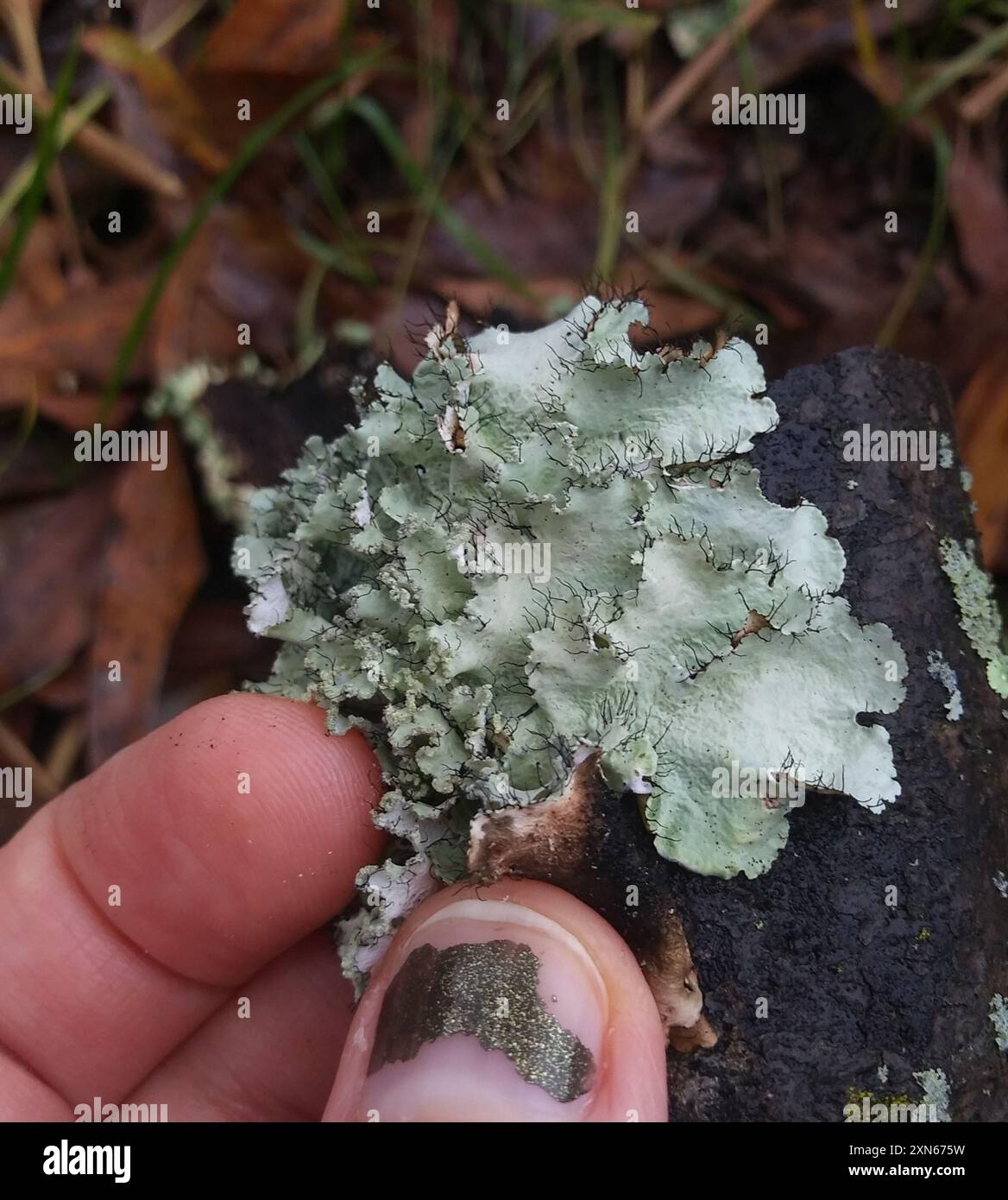 powdered ruffle lichen (Parmotrema hypotropum) Fungi Stock Photo - Alamy