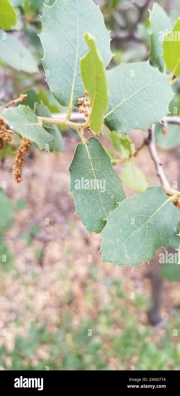 interior live oak (Quercus wislizeni) Plantae Stock Photo - Alamy