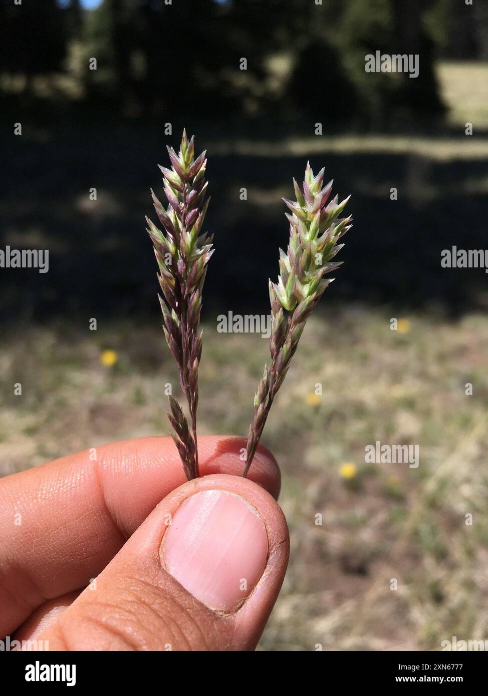 Muttongrass (Poa fendleriana) Plantae Stock Photo - Alamy
